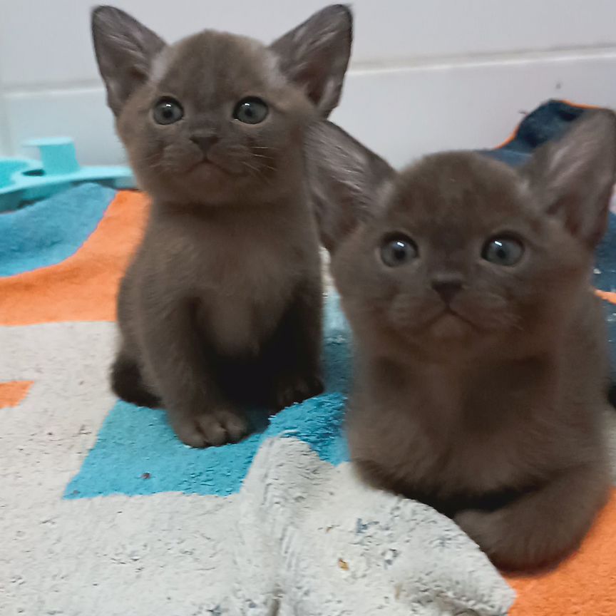 Бурманские котята