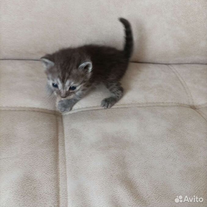 Котята селкирк рекс