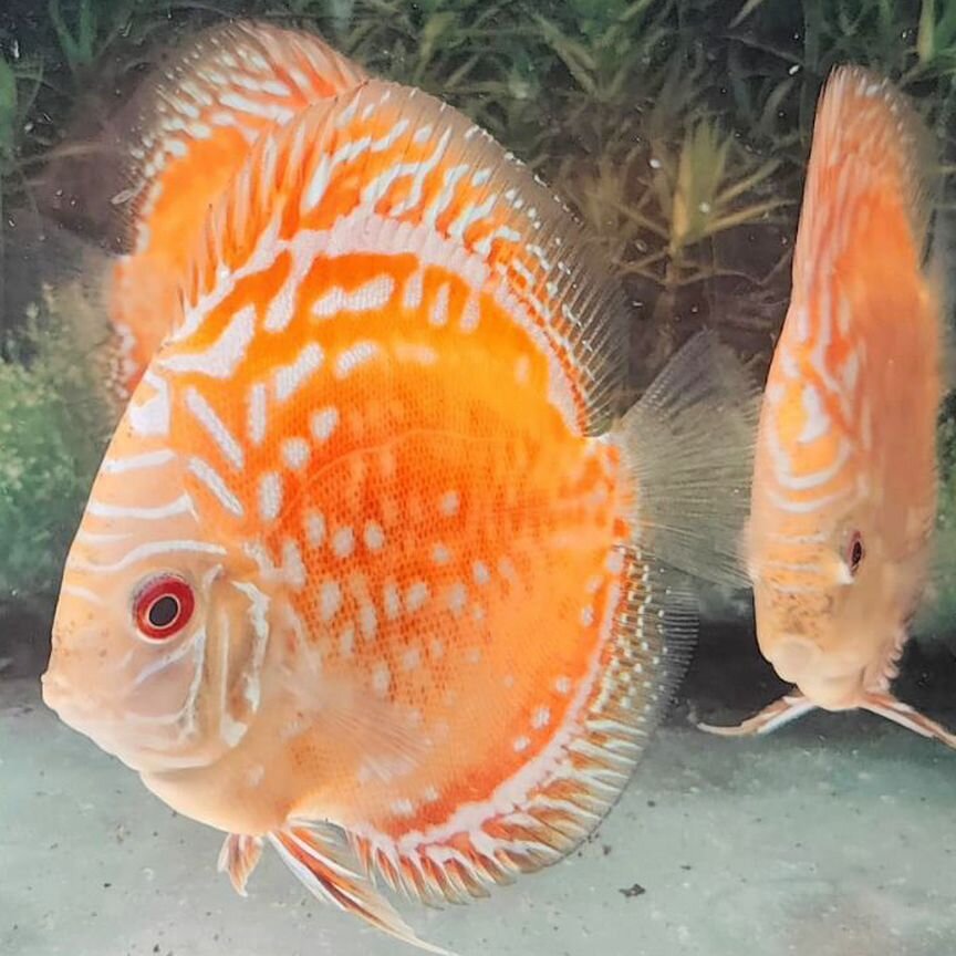 Аквариумные рыбы Дискусы