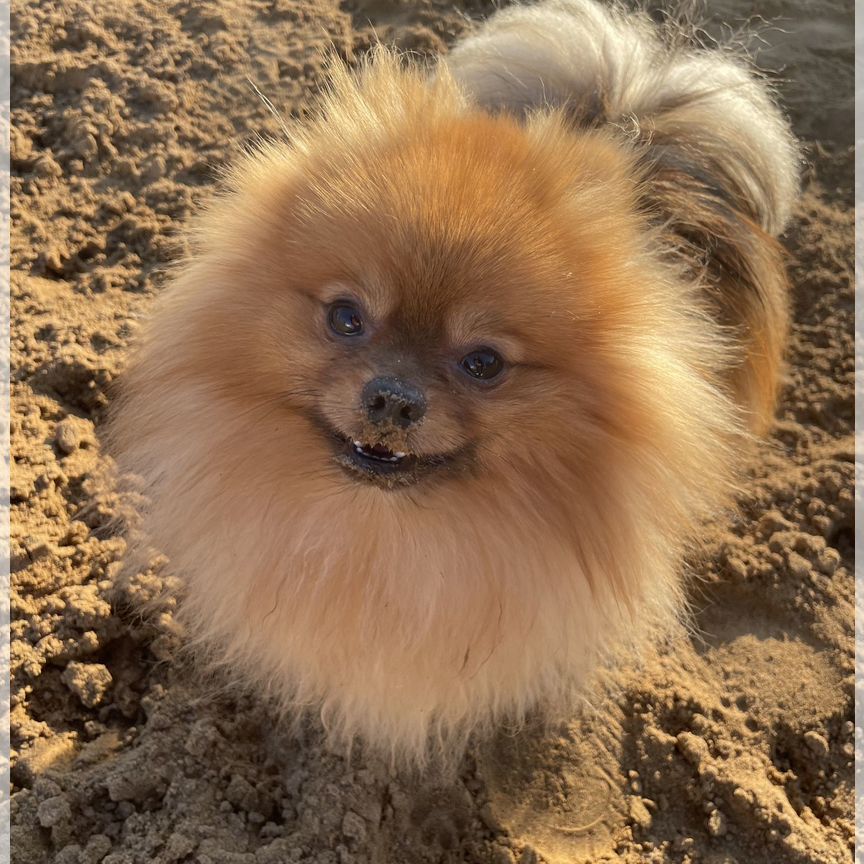 Померанский шпиц мальчик для вязки