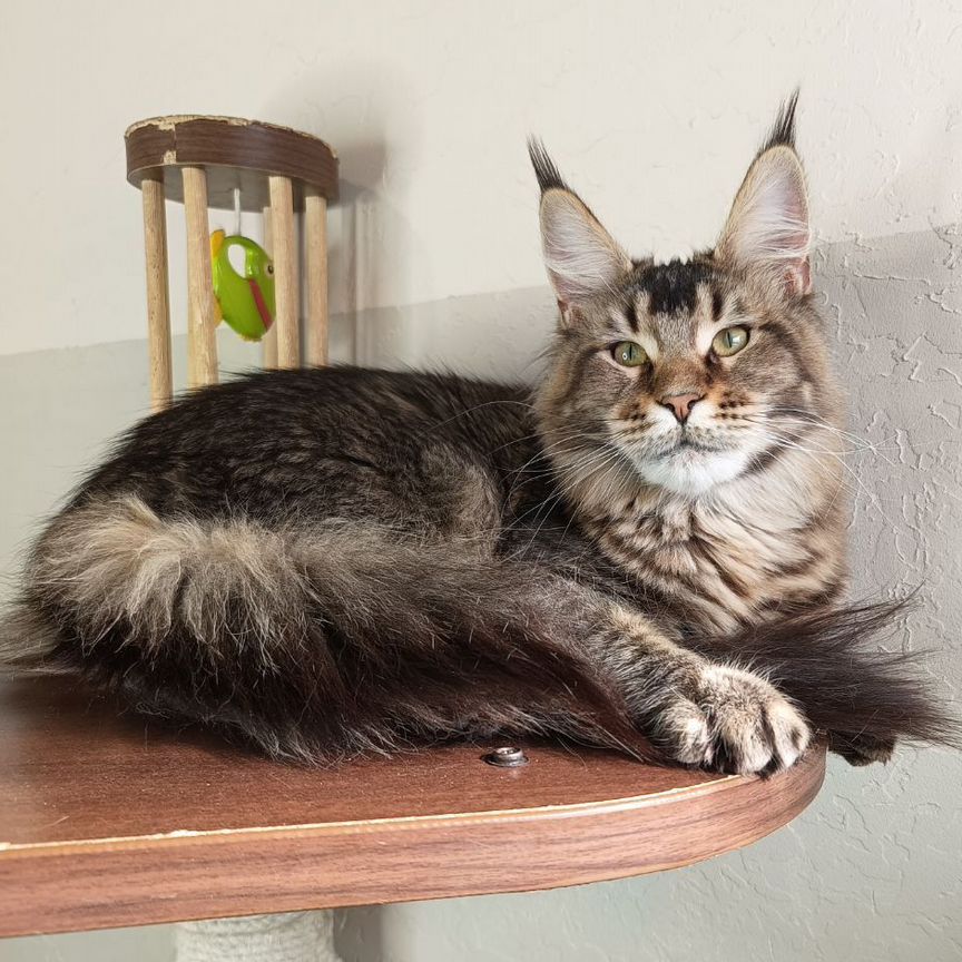 Кошка мейн кун n25, 10 месяцев