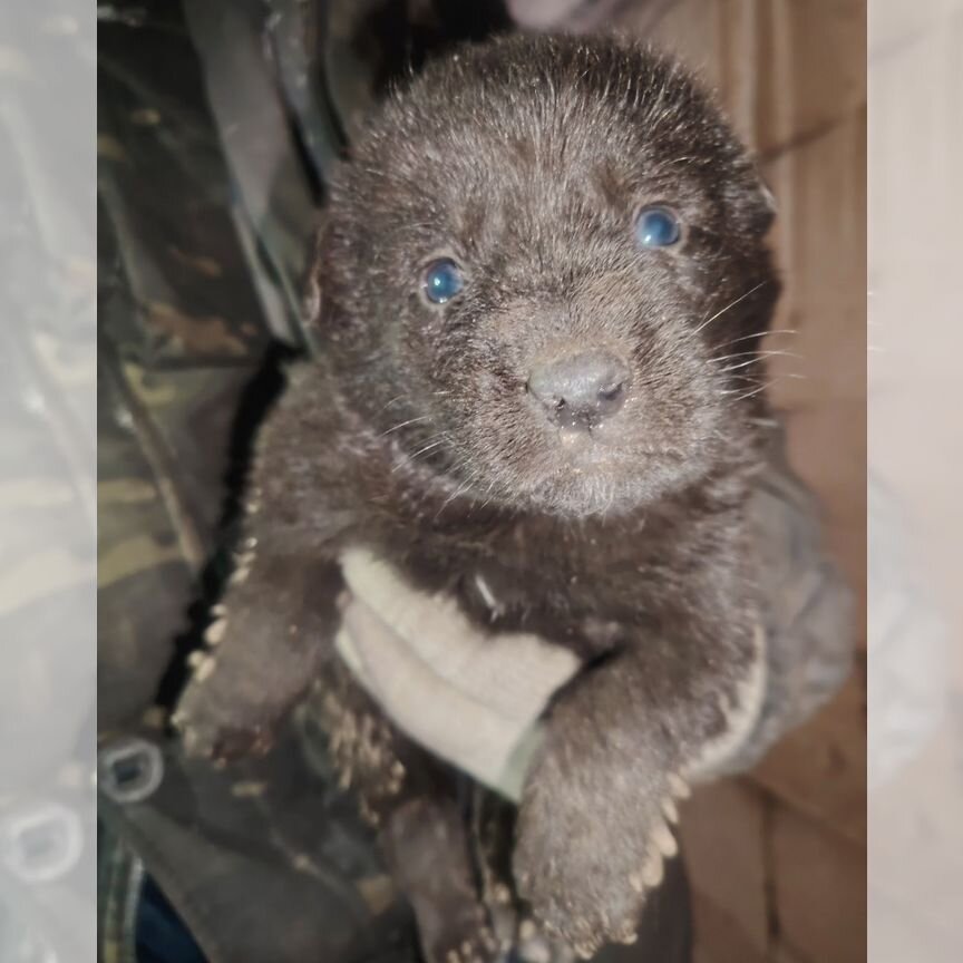 Щенок в добрые руки