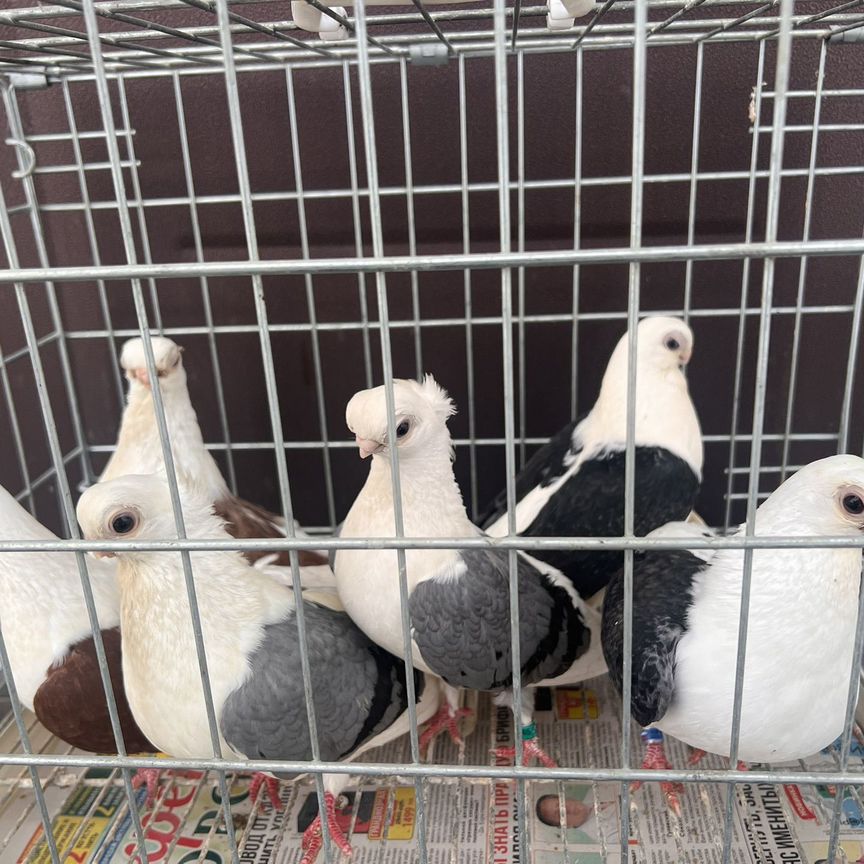 Голубы породы «чайка»