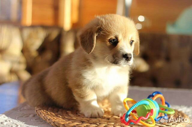 Мальчишка с хвостиком Вельш корги пемброк