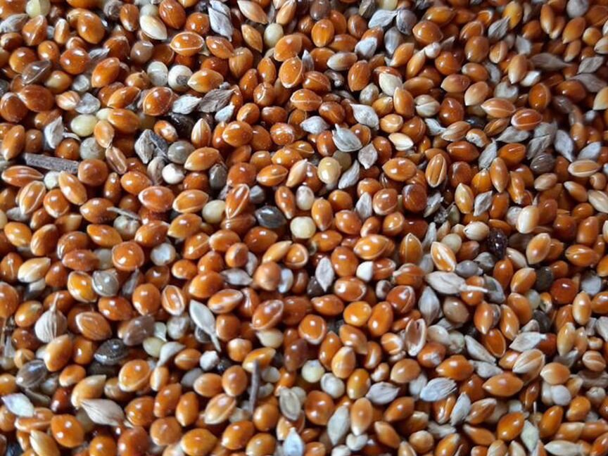 Просо красное зерно на корм