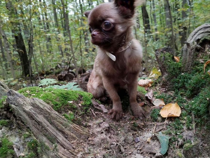 Чихуахуа мини девочка