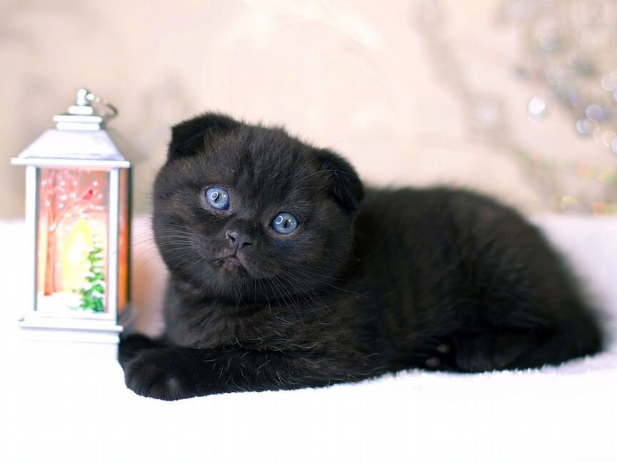 Вислоухий котенок мальчик и девочка