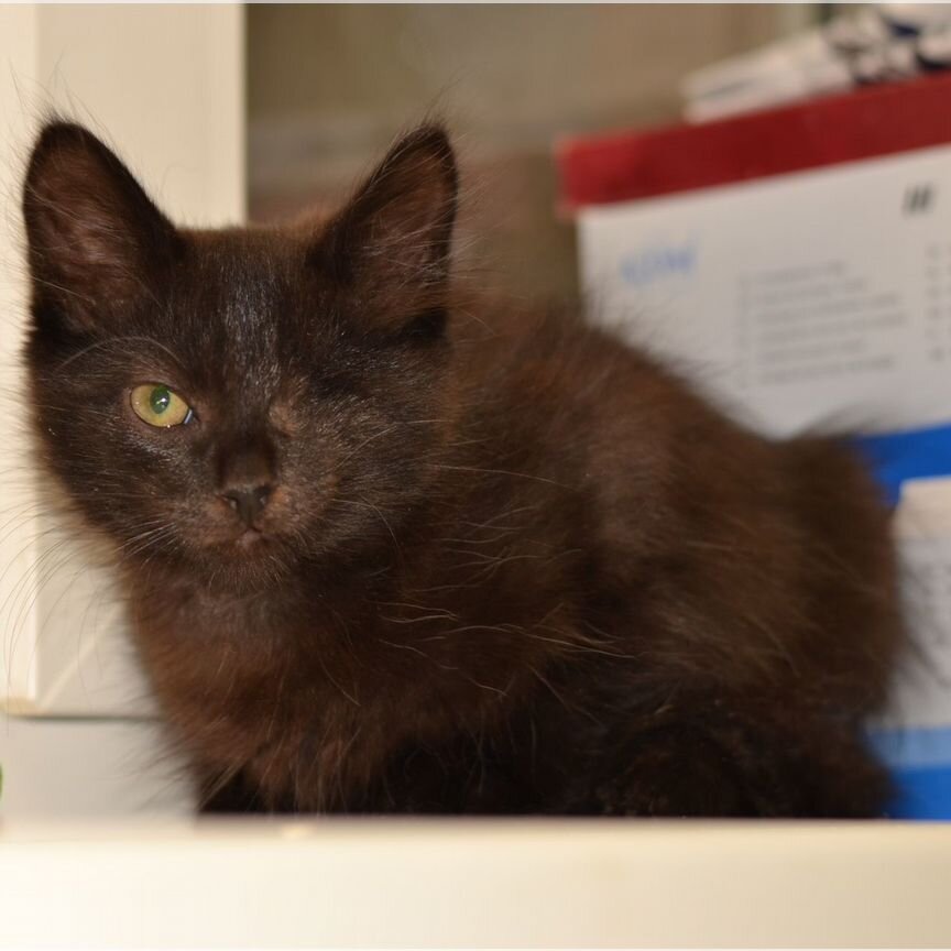 Котенок мальчик очень нуждается в доме