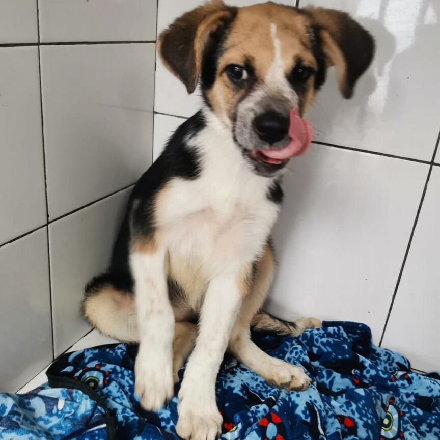 Малышка Бэтти ищет дом