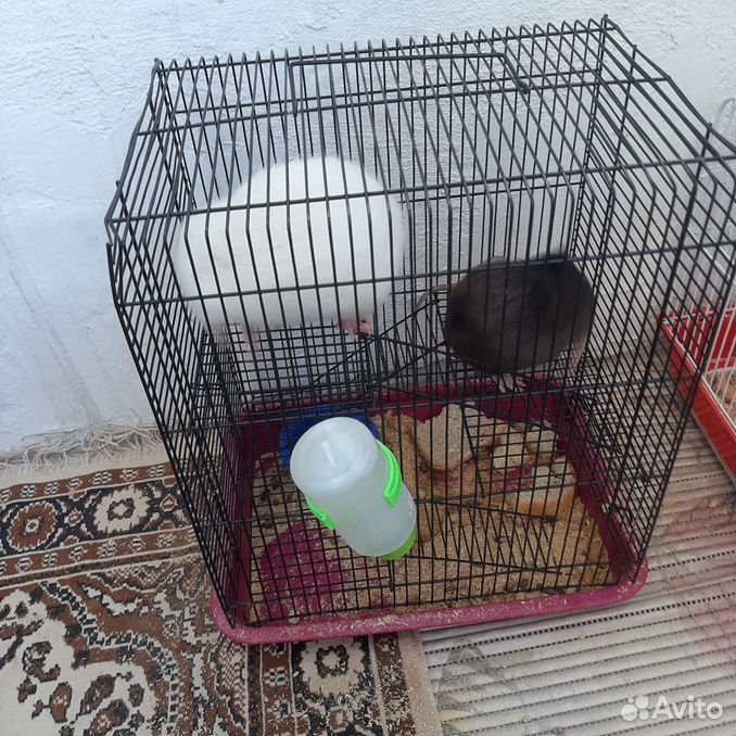 Крысы отдам (бесплатно)