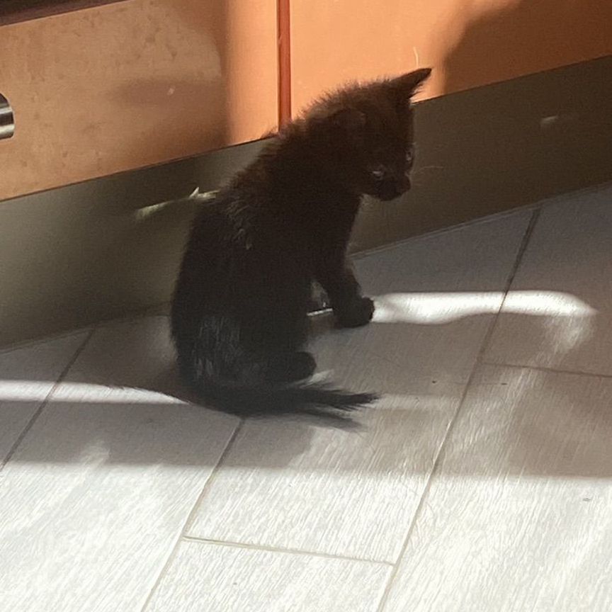 Котенок девочка в добрые руки