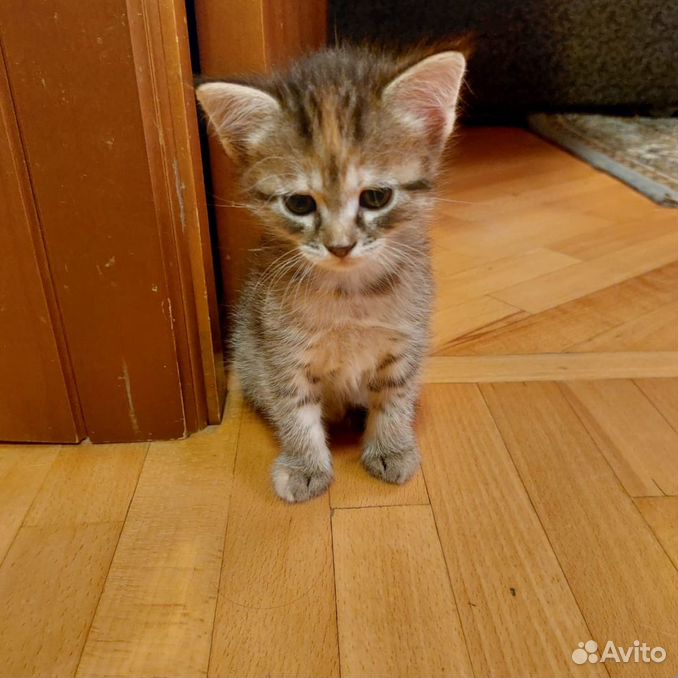 Самая милая кошечка