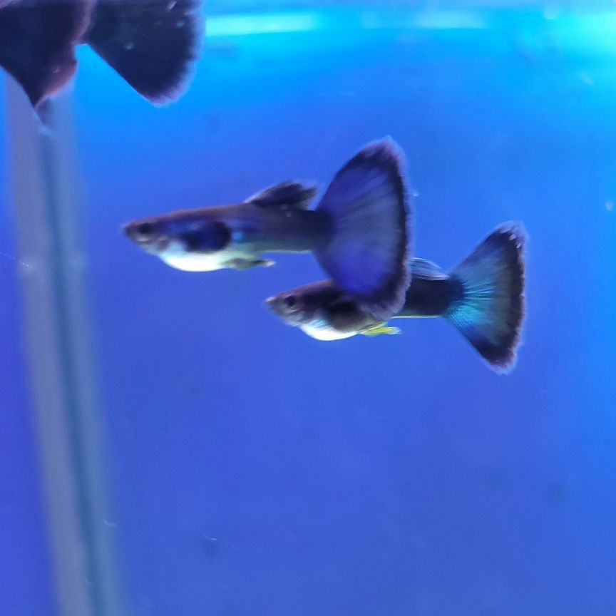 Гуппи синие азиаты