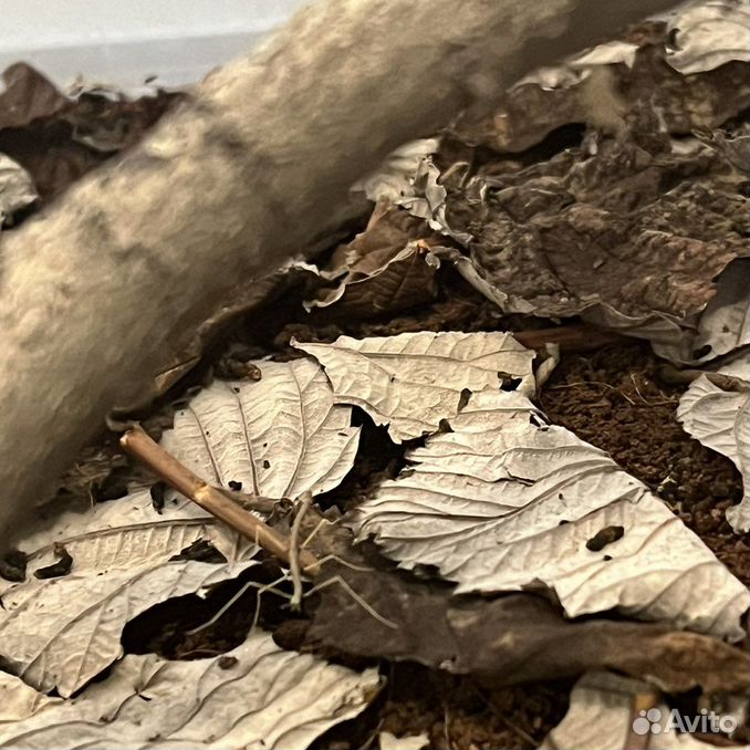 Аннамские малыши (палочники )