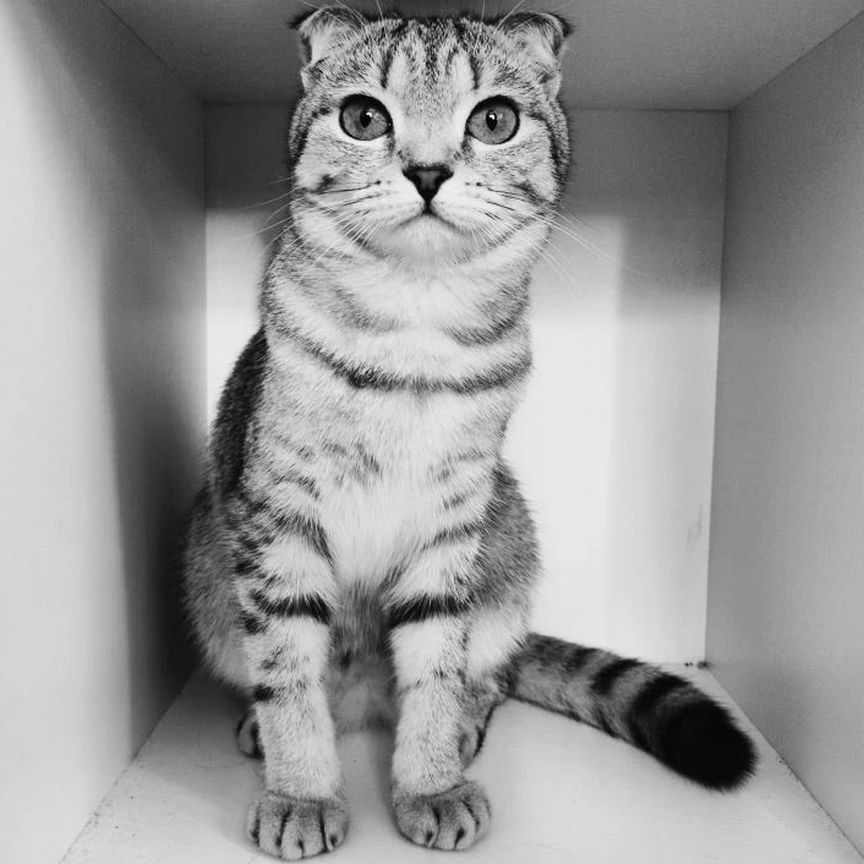 Шотландская вислоухая короткошёрстная, взрослая кошка