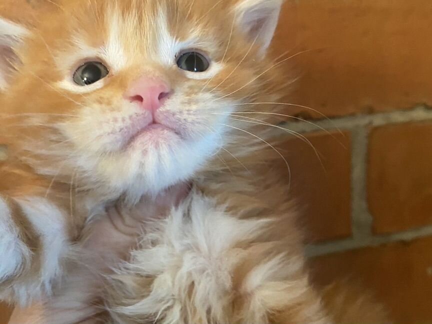 Котята мейн-кун гиганты