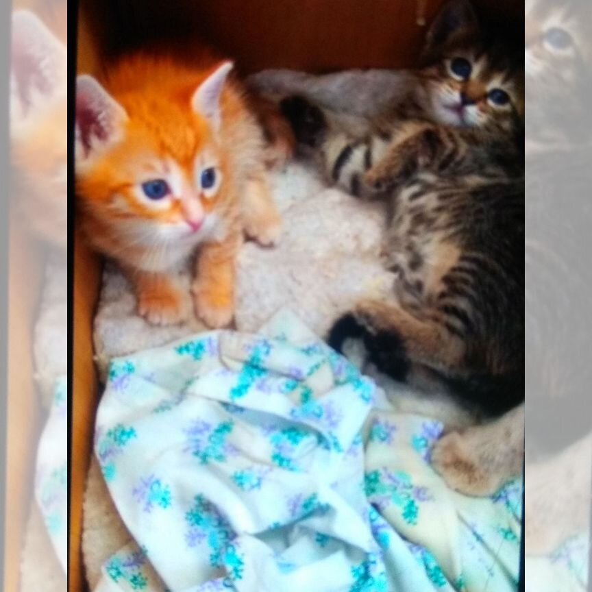 Котята рыжие метисы