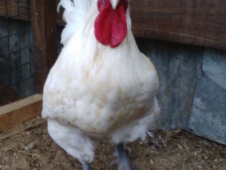 Петух брессгальский