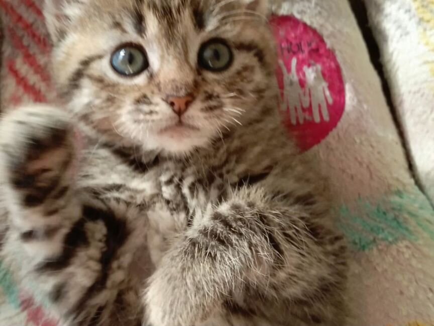 Котята в добрые руки