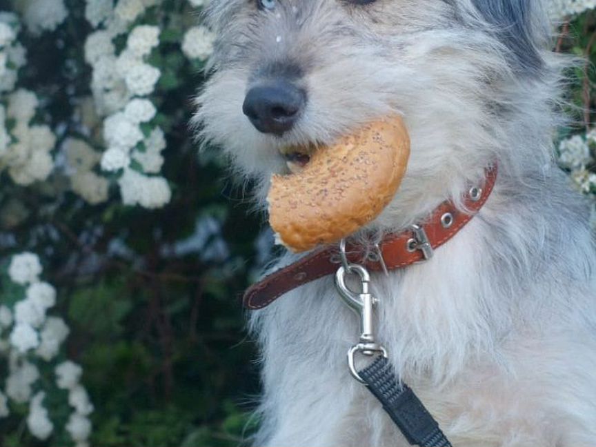 Ищет дом шикарнейший пес Малыш