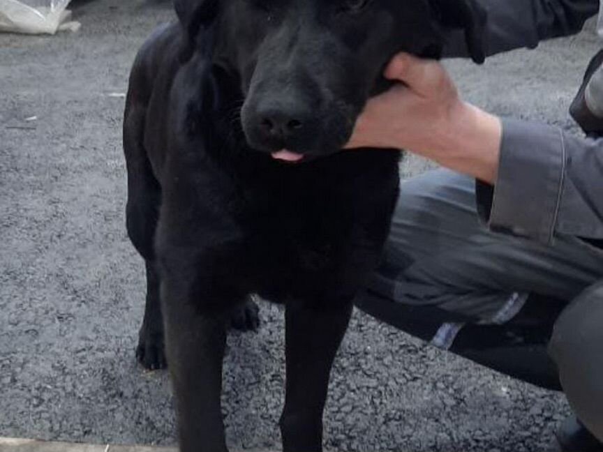 Лабрадор в добрые руки