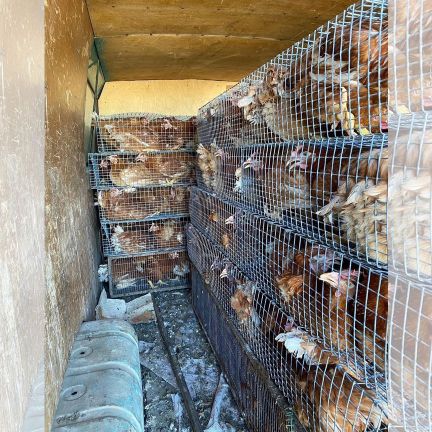 Курицы несушки молодки