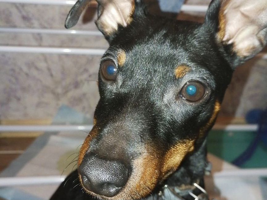 Цвергпинчер