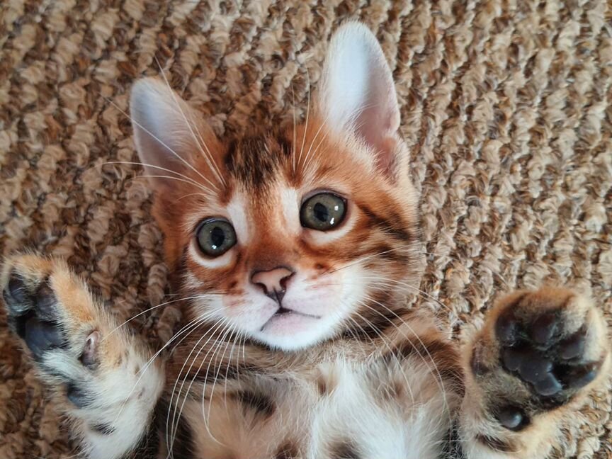 Бенгальские котята с документами