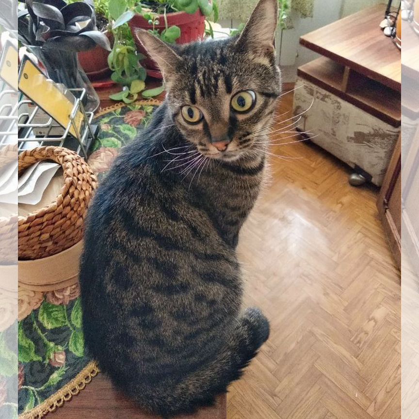 Кошечка в добрые руки