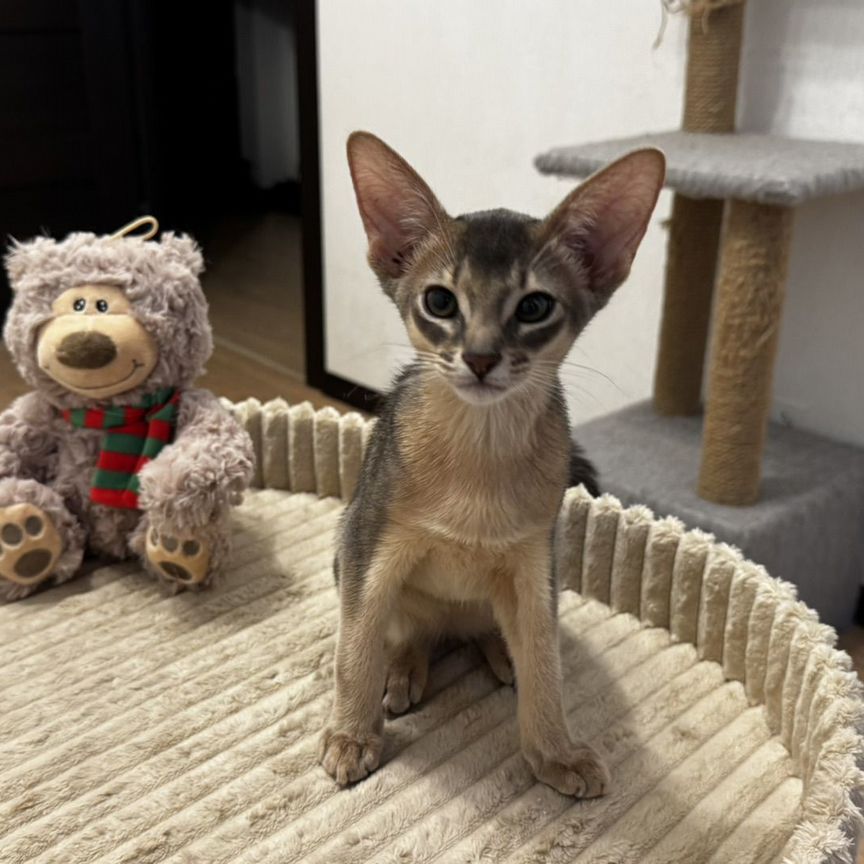 Абиссинский котенок