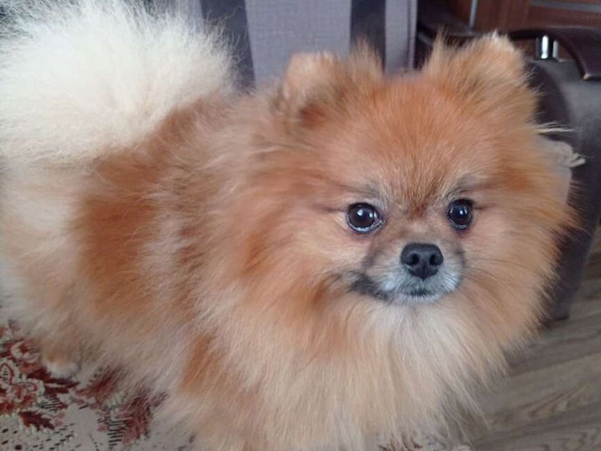 Померанский шпиц тип мишка mini