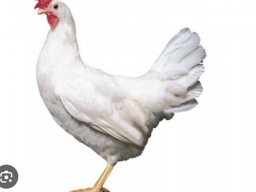 Суточная несушка "Декалб Уайт"