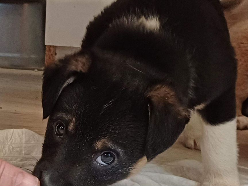 Щенок Лаки в добрые руки