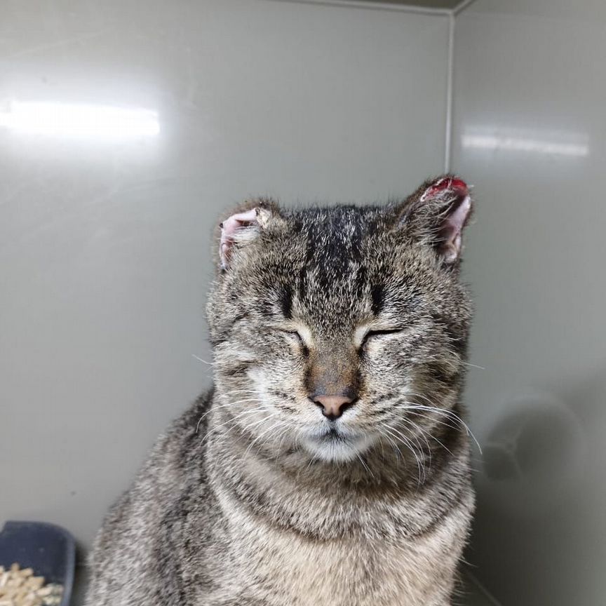 Его подожгли живодёры