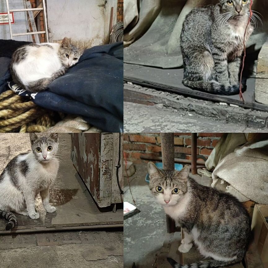 Взрослая, кошка в добрые руки