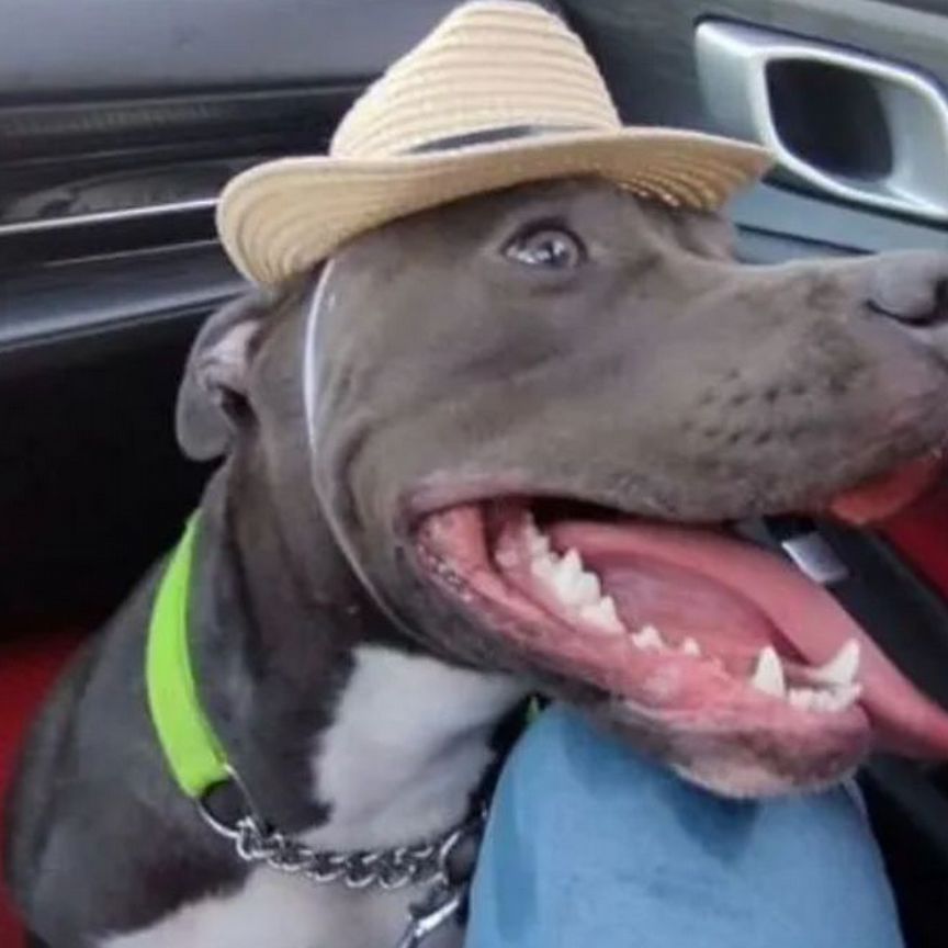 Американский стаффордширский терьер, взрослая собака