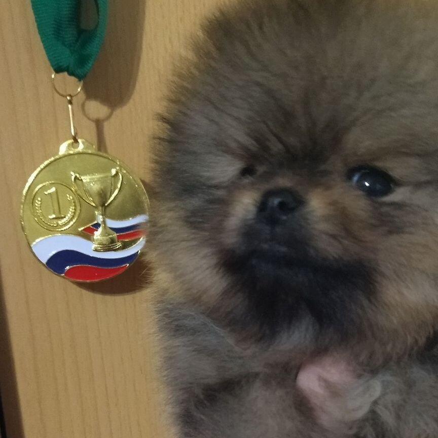 Померанский шпиц