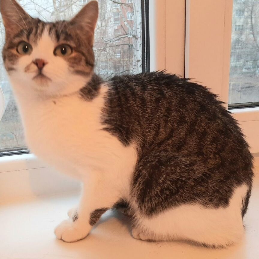 Взрослая кошка в добрые руки