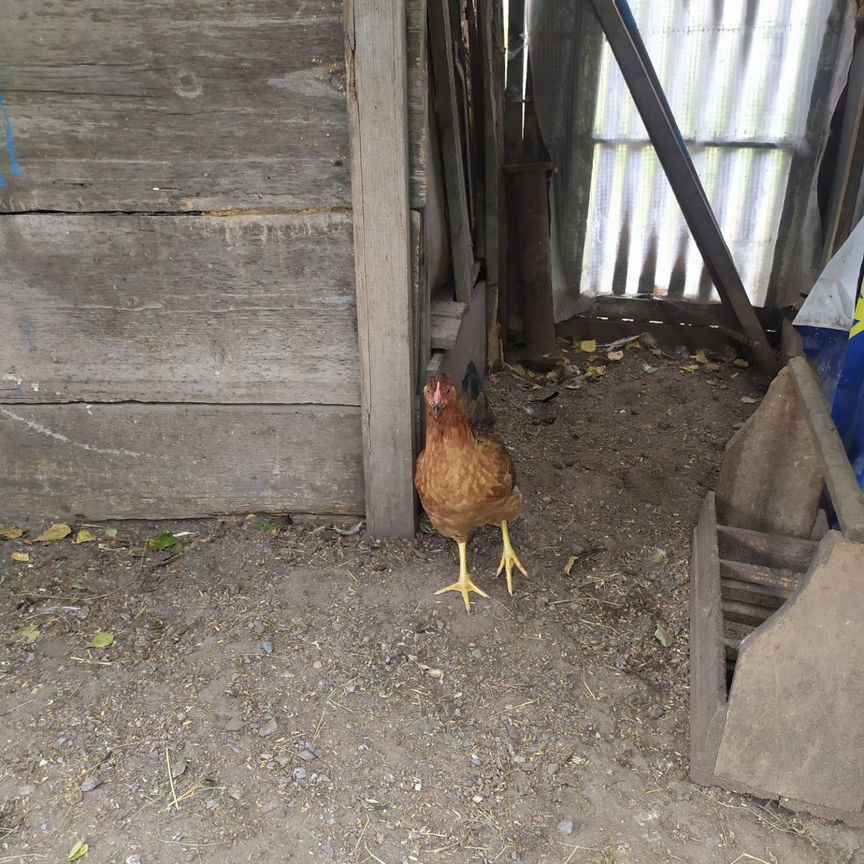 Куры молотки, петушки молодые