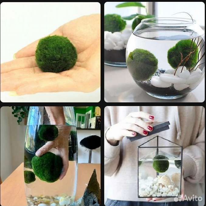 Кладофора мох шар Аквариумные растения