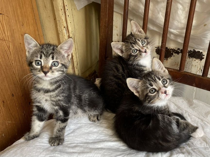 Кошка в дар