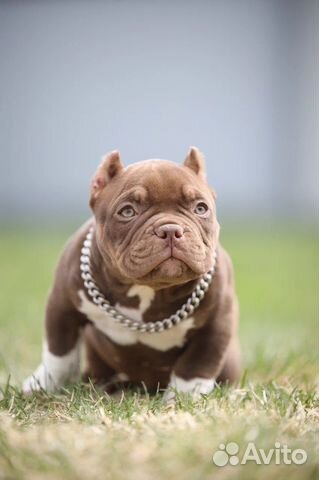 Американский булли микро экзот