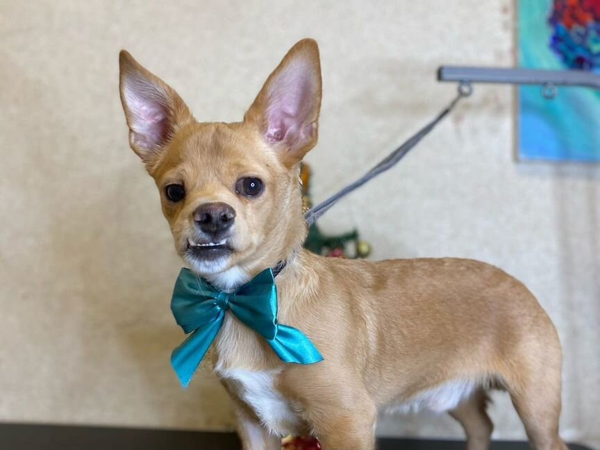 Маленький пёсик. Пристраивается