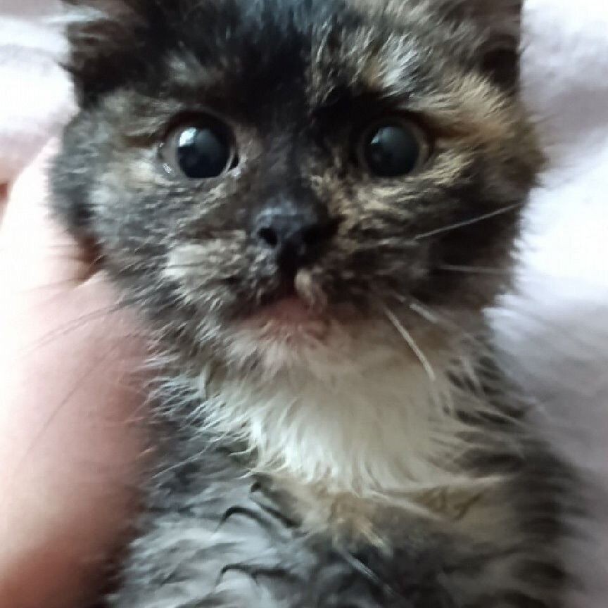 Шотландочка