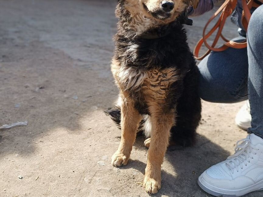 Собаки в добрые руки