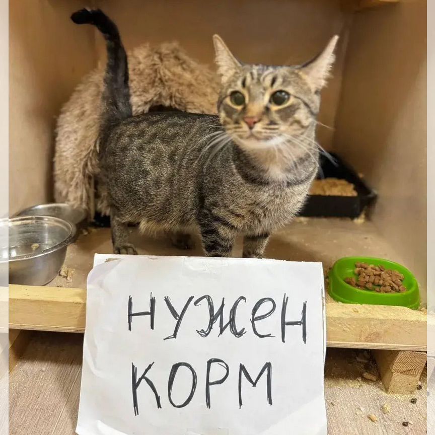 Взрослый кот в добрые руки