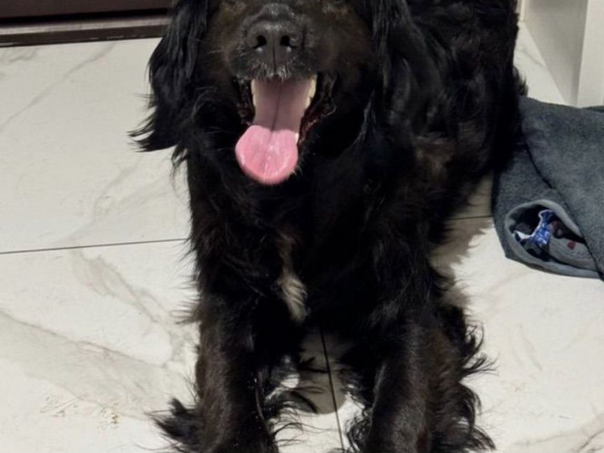 Найдена собака мальчик, послушный, знает команды