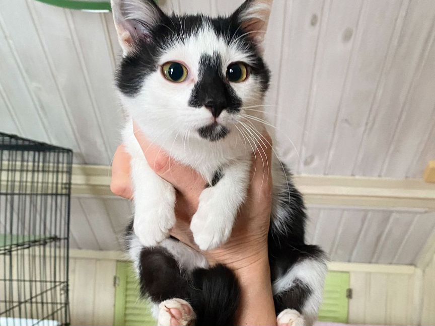 Котик с ярким носиком в добрые руки