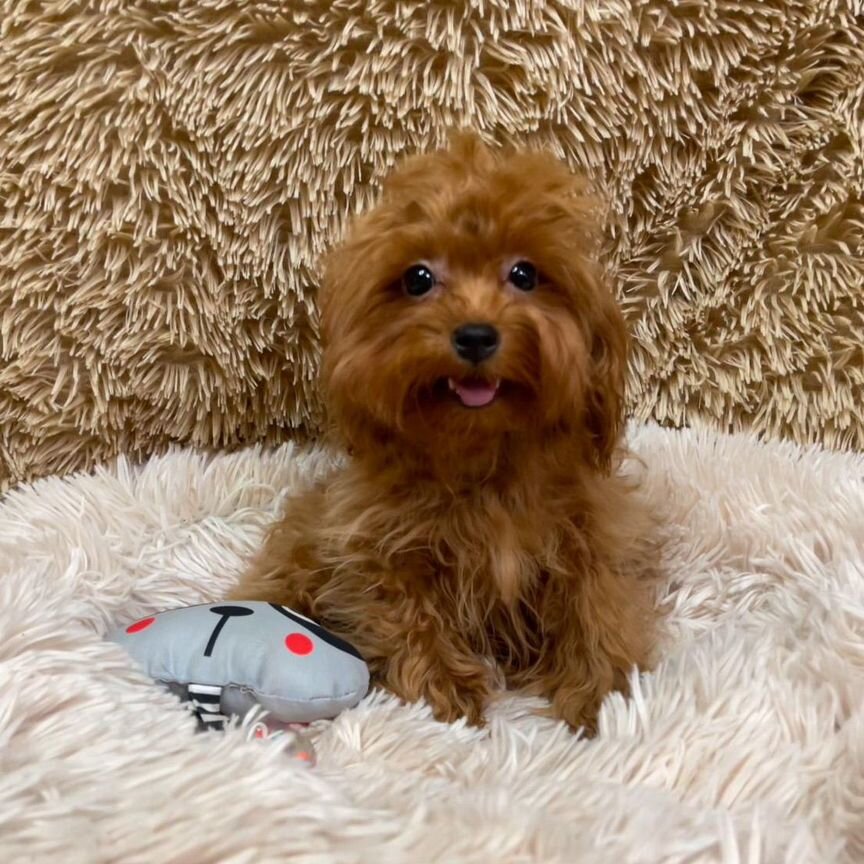 Кавапу щенок мальчик