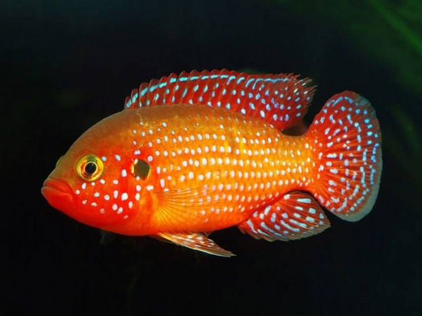 Хромис красавец